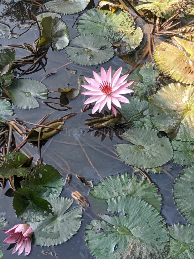 Beautiful Lotus Flower Over the Fish Pond Stock Image - Image of fish ...