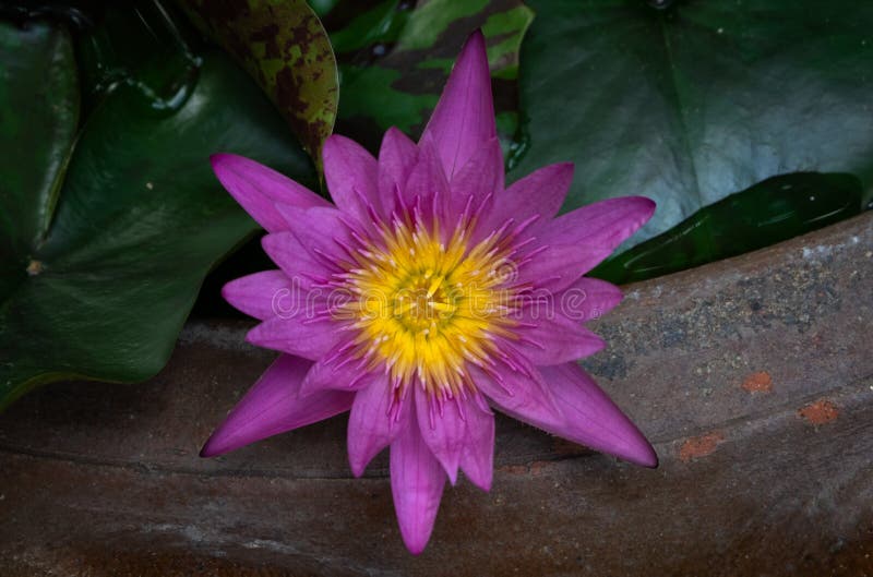 Beautiful Lotus Flower in Pot Stock Image - Image of beauty, beautiful ...