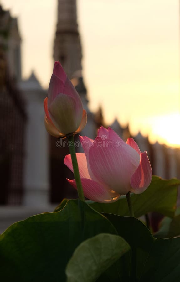 A Beautiful Lotus Flower in the Rays of the Setting Sun Stock Photo ...