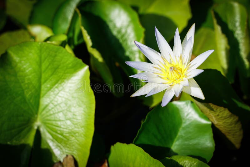 Beautiful Lotus Flowers that Bloom. Stock Photo - Image of nature, pond ...