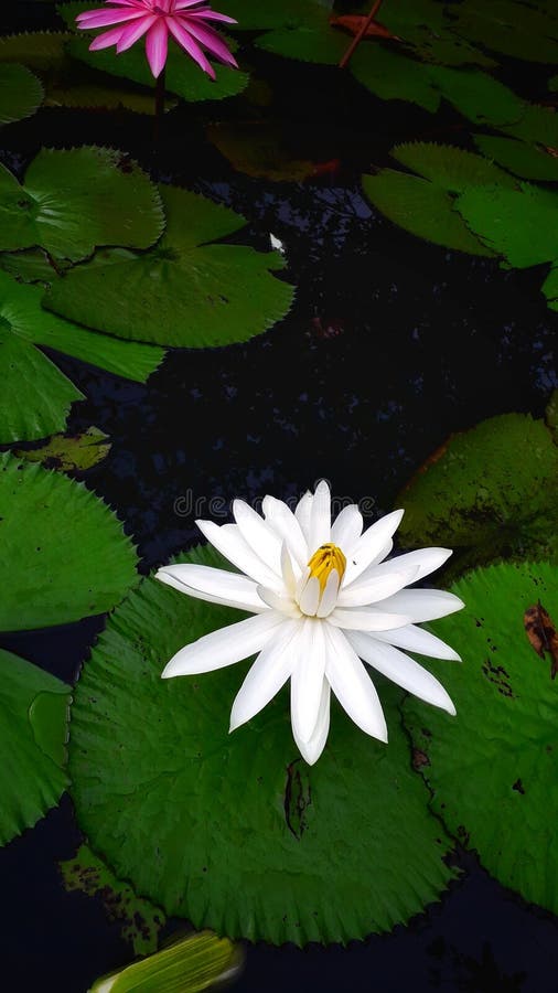Beautiful Lotus Flowers in a Fish Pond in the Campus Stock Photo ...