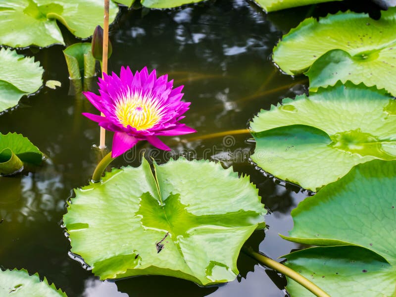 Beautiful lotus flowers stock image. Image of natural - 98082005