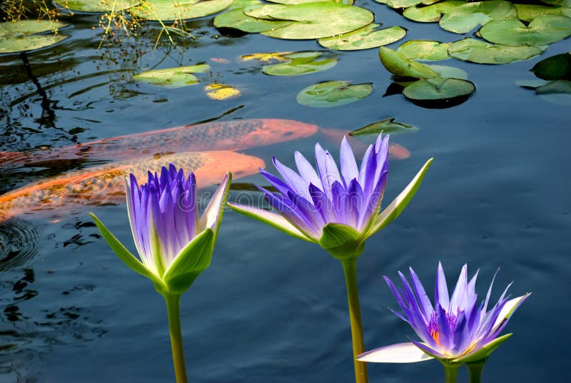 Beautiful Lotus Flowers in a Pond with Red Fish Stock Photo - Image of ...