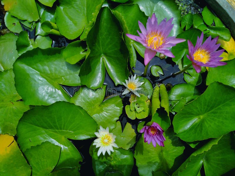 Beautiful Lotus Flowers in the Pool Stock Image - Image of narute ...