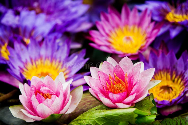 Beautiful lotus. stock image. Image of graceful, beautiful - 37837025