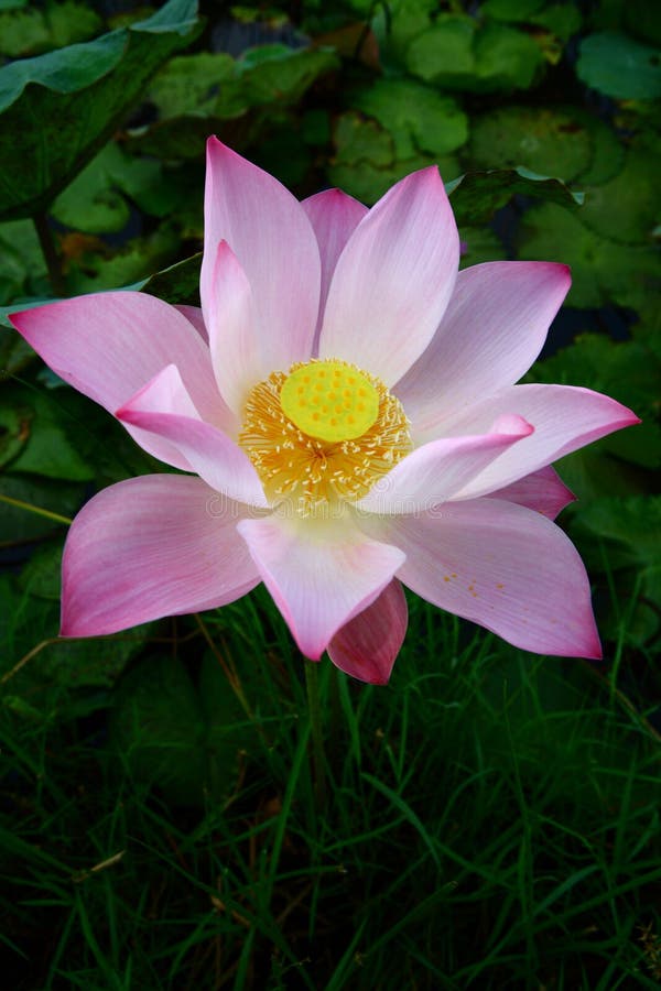 A beautiful lotus flower stock image. Image of single - 118467269