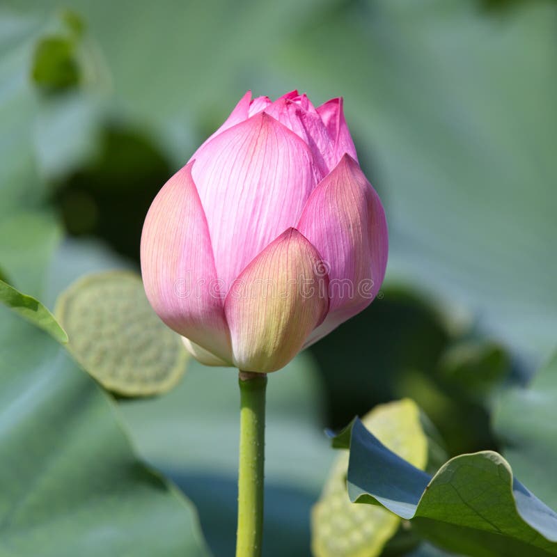 Beautiful lotus stock photo. Image of nature, petal, tranquil - 34062452
