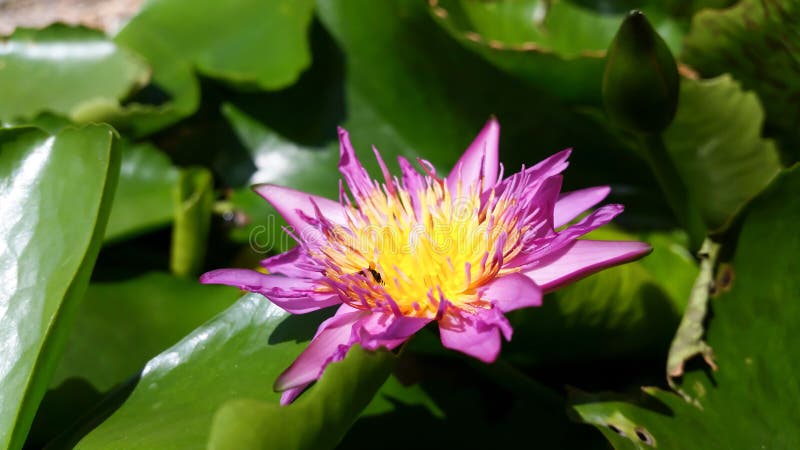 Beautiful lotus in nature stock image. Image of floral - 47315407