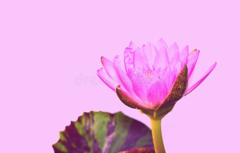 Beautiful Lotus Pattern for Background Blurred Color Gradation. Stock ...