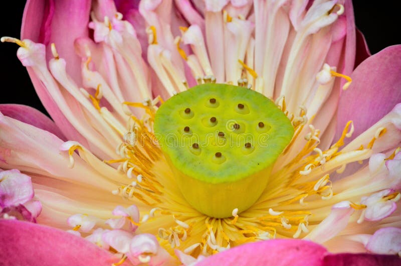 Beautiful lotus pollen stock photo. Image of flora, nature - 117359780