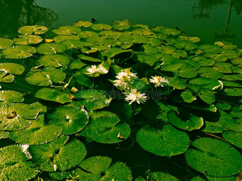 Beautiful Lotus In The Pool Stock Photo - Image of floral, nature ...