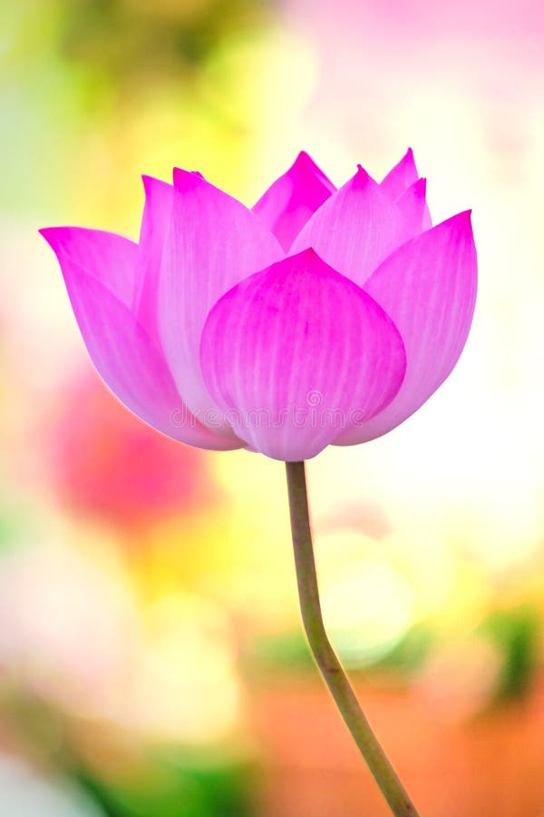 Beautiful Lotus Single Flower Stock Photo - Image of close, garden ...