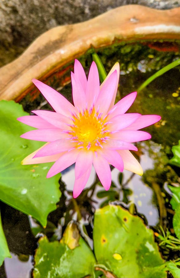 Beautiful lotus in a tub. stock image. Image of bloom - 81913339