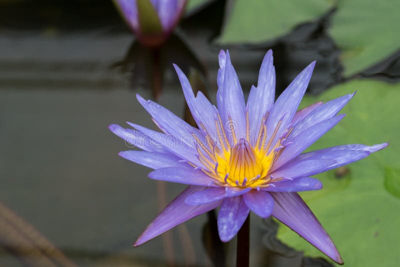 Beautiful Lotus in the Water. Stock Photo - Image of outdoor, closeup ...