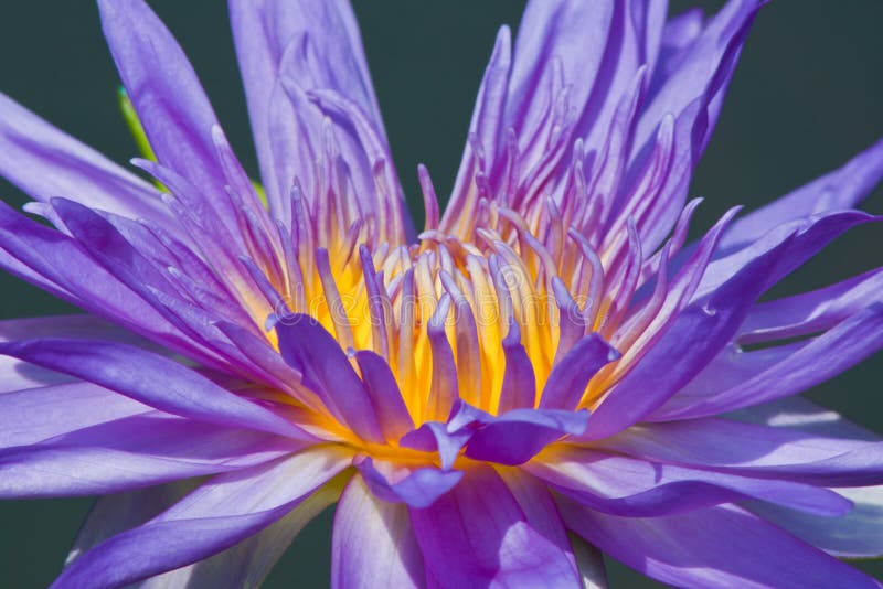 Beautiful lotus with water stock photo. Image of peaceful - 24347506