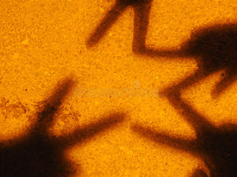 Bangalore Heart Hands Nature Stock Photos - Free & Royalty-Free Stock ...