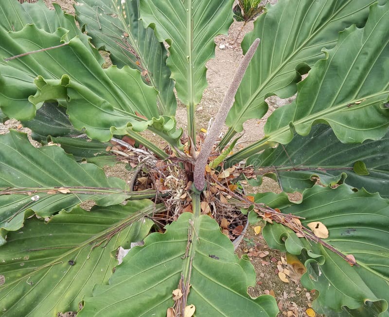 Beautiful love wave flower stock image. Image of spruce - 200843417