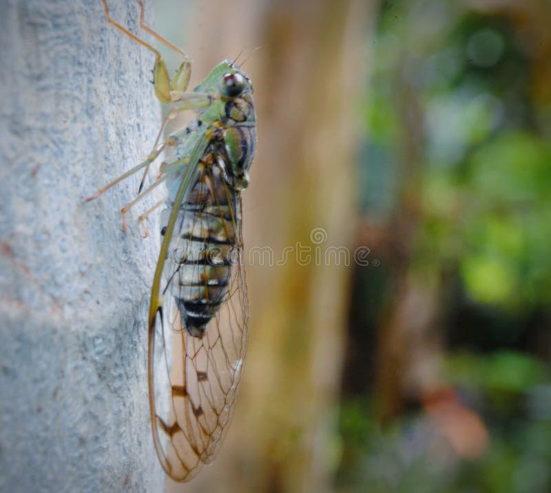 Cicada stock image. Image of flower, wing, yellow, nature - 253586535
