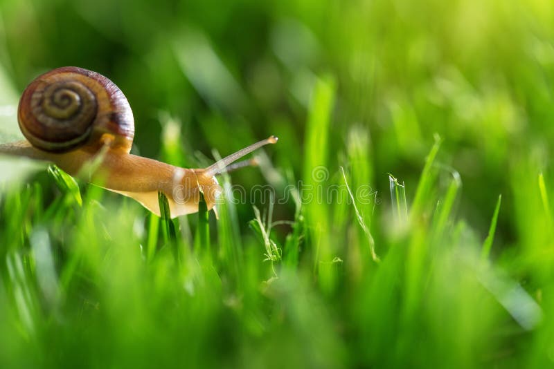 Beautiful Lovely Snail in Grass with Morning Dew. Stock Photo - Image ...