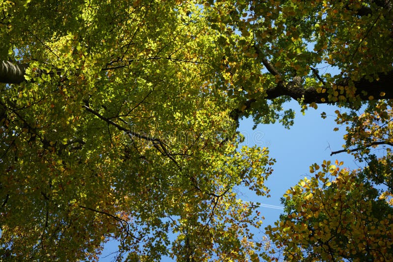 Beautiful Low Angle Shot of Tree Leaves Stock Image - Image of green ...