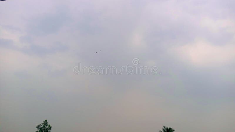 Beautiful Low Angle Sky View with Flying Birds. Stock Photo - Image of ...