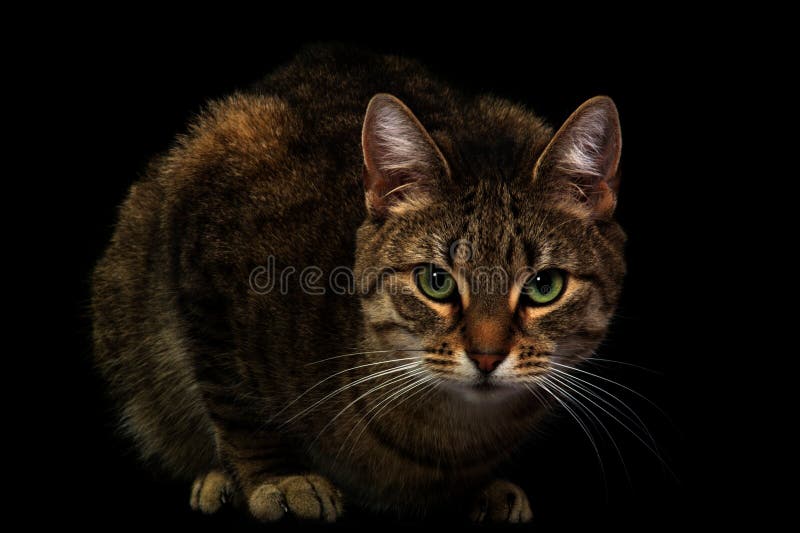 Beautiful Low-key Portrait of a Cat Stock Image - Image of head ...