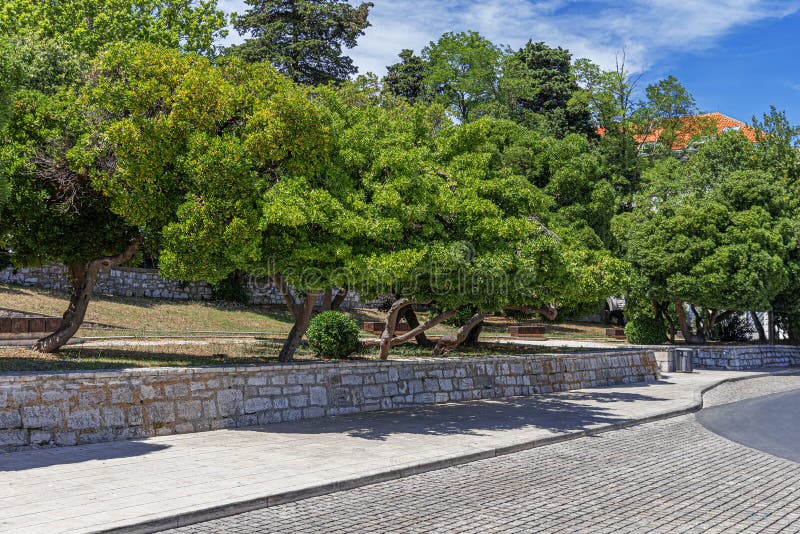 A Beautiful Low Tree in a Garden. Stock Image - Image of garden, summer ...
