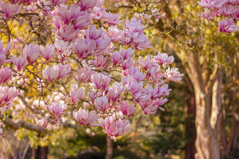Beautiful Lush Blooming Pink Magnolia Tree in Park Stock Photo - Image ...