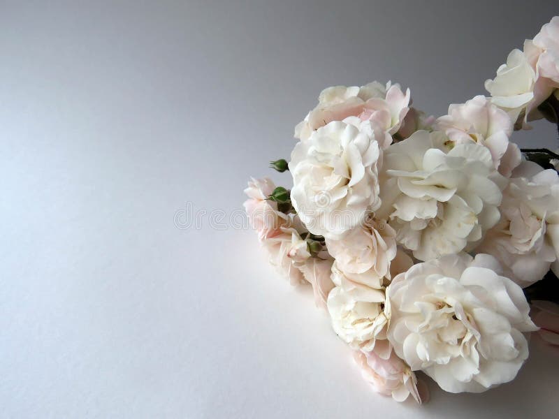 A branch of the white rose stock photo. Image of bright - 119514650