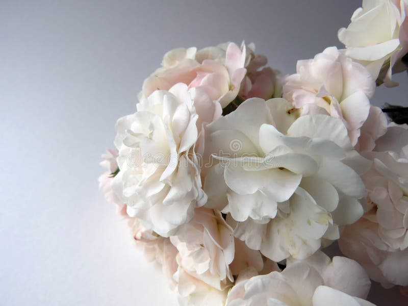 A branch of the white rose stock photo. Image of birthday - 119514662