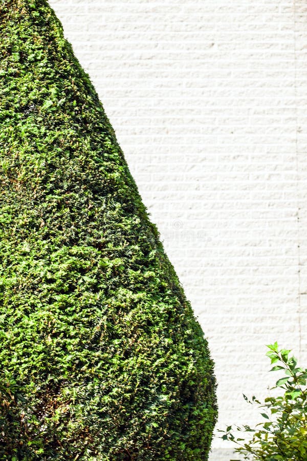 Beautiful Lush Bush in Garden Close-up Stock Image - Image of lawn ...