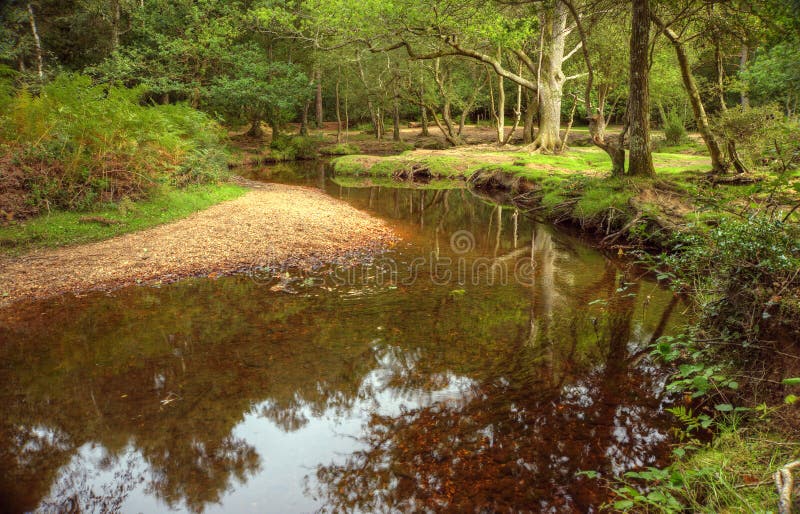 Beautiful Lush Forest Scene with Stream Stock Image - Image of bank ...