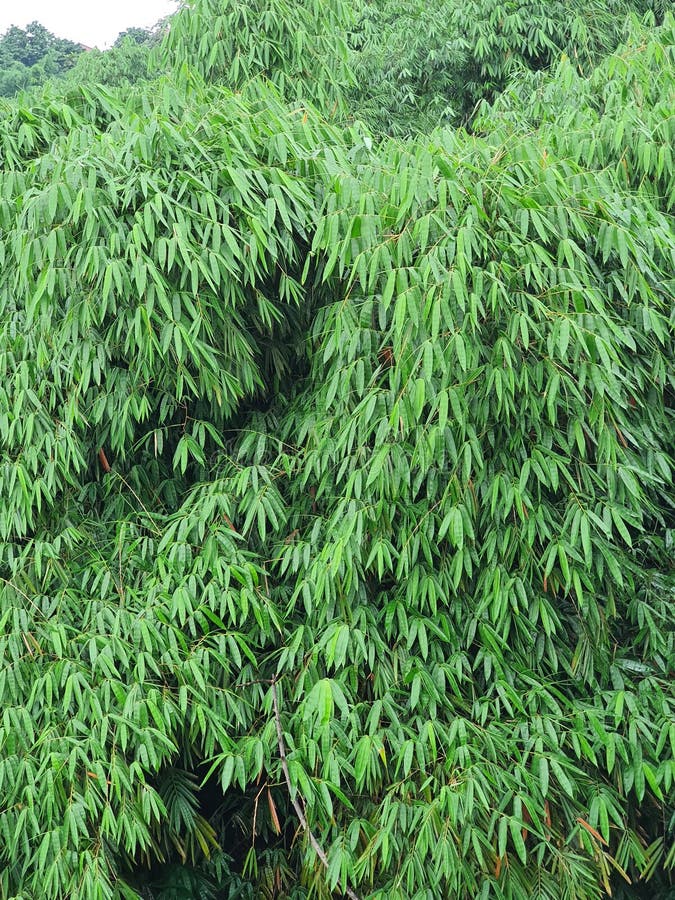 Beautiful Lush Green Bamboo Trees Stock Image - Image of trees ...