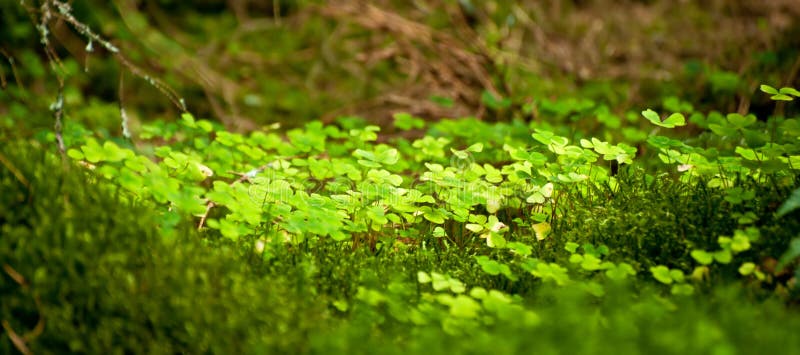 Beautiful Lush Green Nature Background Stock Image - Image of nature ...
