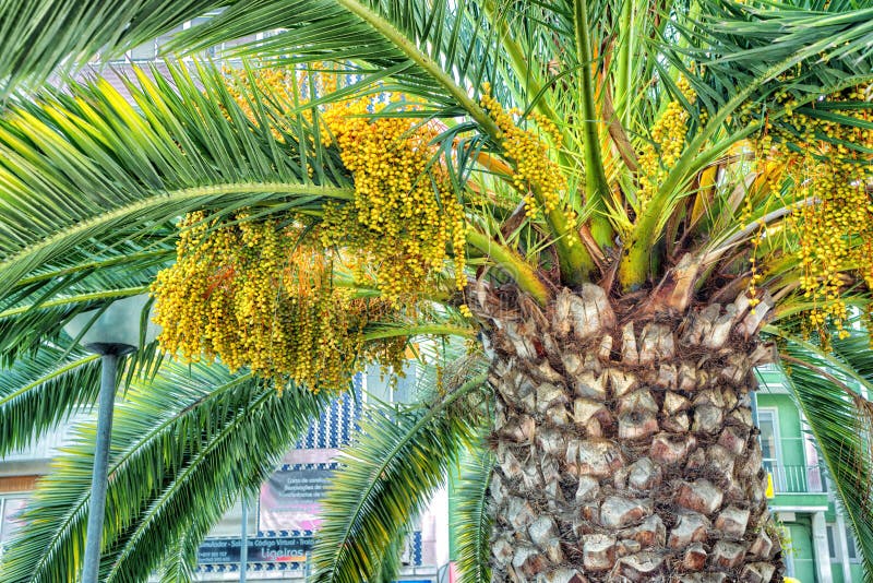 Beautiful lush palm stock photo. Image of sunlight, summer - 45041258