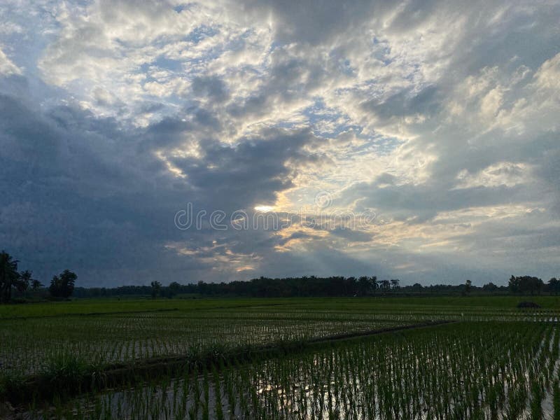 Beautiful and Lush Rice Fields in the Countryside Stock Image - Image ...