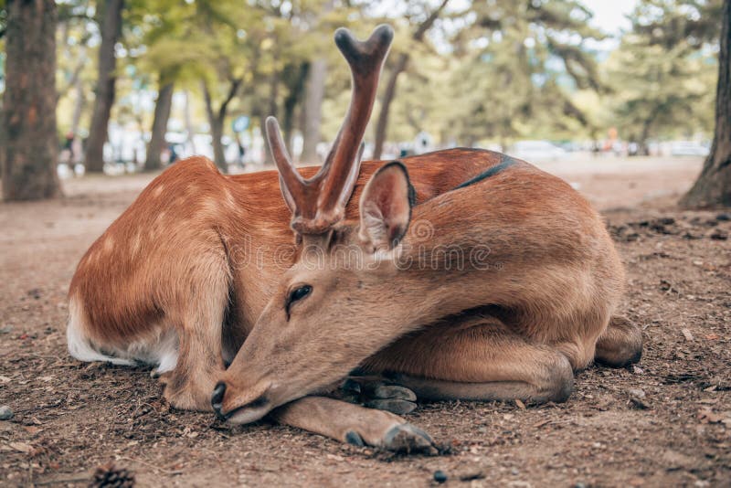 Beautiful Lying Deer in Kyoto Park Stock Image - Image of shinto, lying: 262196475