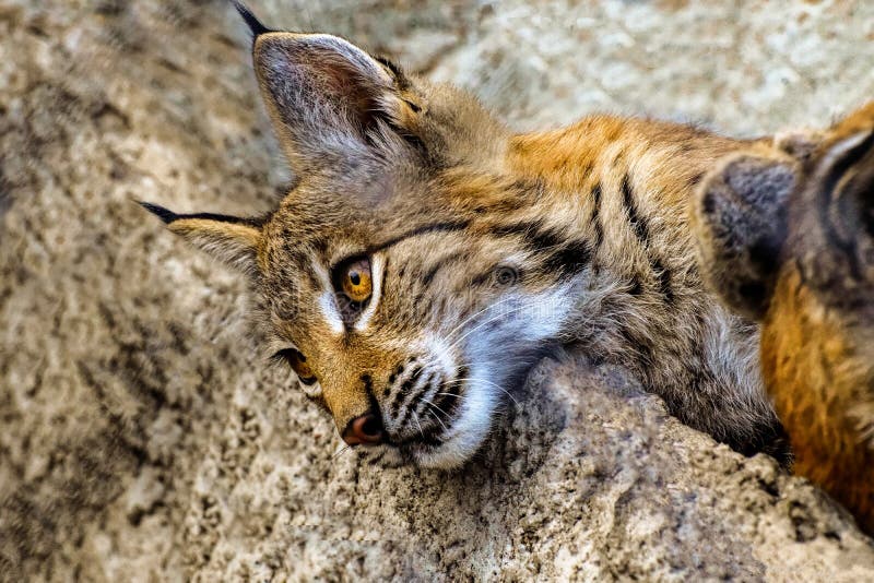 Beautiful Lynx Posing Lying on a Summer Sunny Day Stock Photo - Image ...