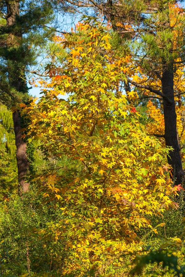Beautiful Mable Trees in Colorful Autumn Time Stock Photo - Image of ...