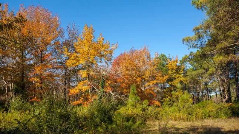 Beautiful Mable Trees in Colorful Autumn Time Stock Image - Image of ...