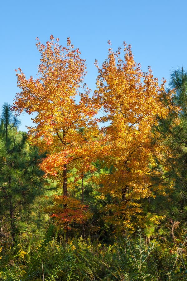 Beautiful Mable Trees in Colorful Autumn Time Stock Photo - Image of ...