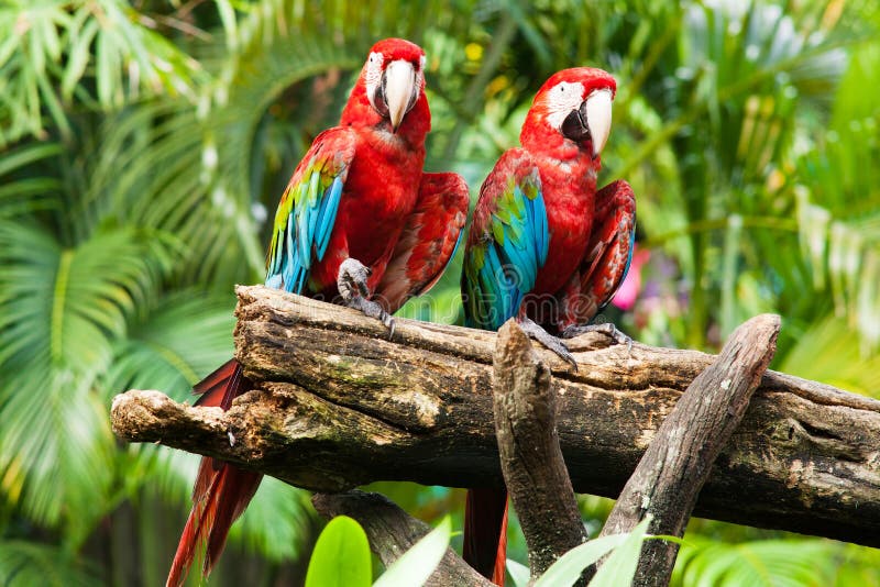 Beautiful macaw stock photo. Image of colorful, outdoors - 27246688