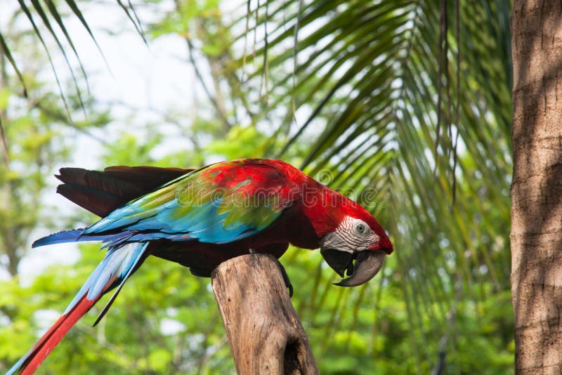 Beautiful macaw stock photo. Image of tropical, animal - 27246696