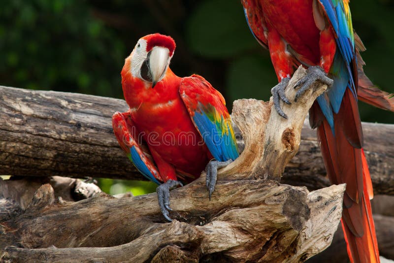 Beautiful macaw stock photo. Image of animal, parrot - 27246742