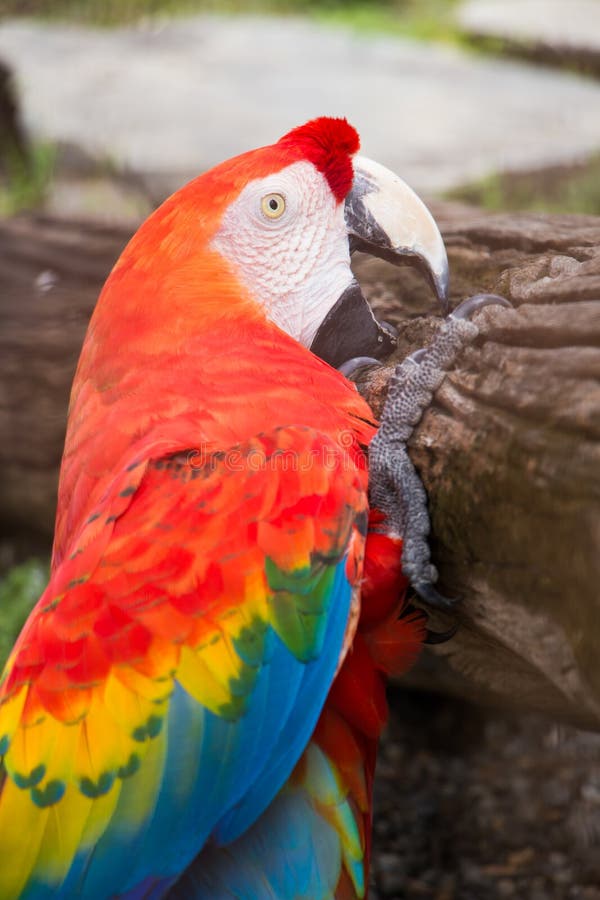 Beautiful Macaw and Beautiful Birds . Stock Image - Image of nature ...