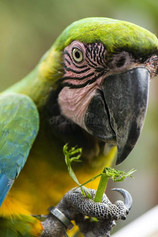 Beautiful Macaw bird stock image. Image of claw, parrot - 147588063