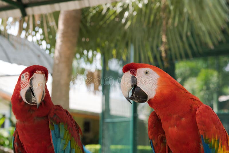Beautiful Macaw Bird Two Friends in the Park, Parrot Stock Photo ...