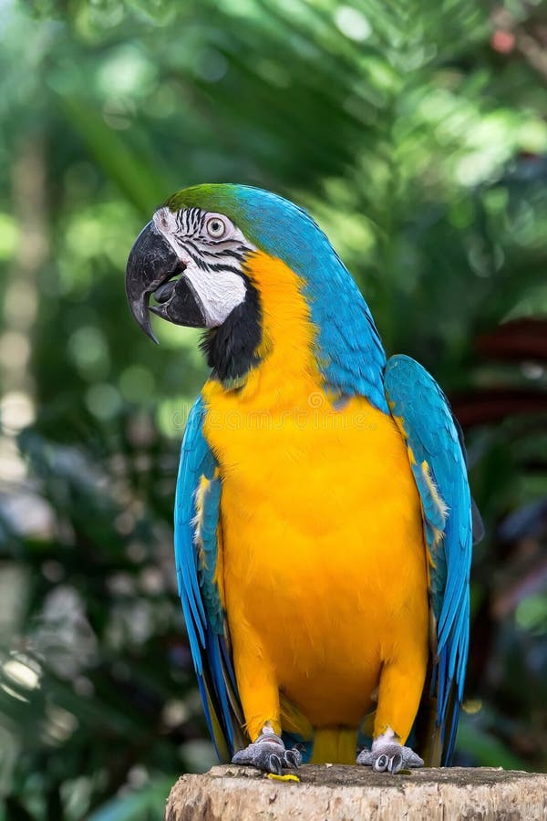 Beautiful macaw stock photo. Image of bird, nature, beautiful - 47578510