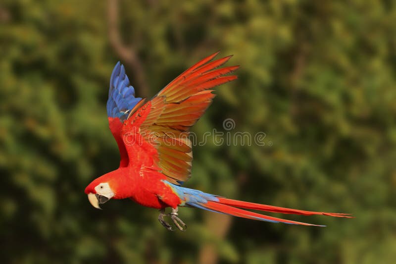 Beautiful Macaw Parrot Flying in the Forest. Stock Image - Image of ... Beautiful Macaw Parrot Flying in the Forest. Stock Image - Image of ...