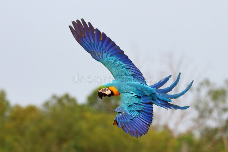 Beautiful Macaw Parrot Flying in the Park. Stock Photo - Image of ...